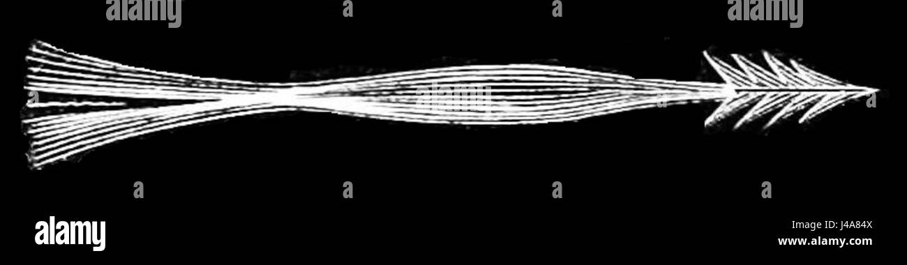 Unique biological adaptations Black and White Stock Photos & Images - Alamy