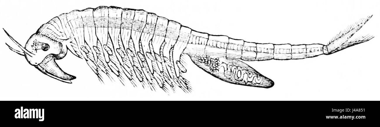 A scientific illustration or study labeled 'PSM V20 D469 Phyllopoda ...