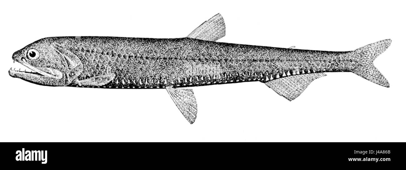 Phosichthys argenteus, also known as the silver hatchetfish, is a ...