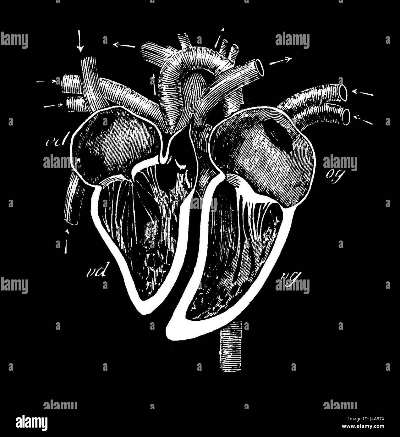 Human heart diagram hi-res stock photography and images - Alamy