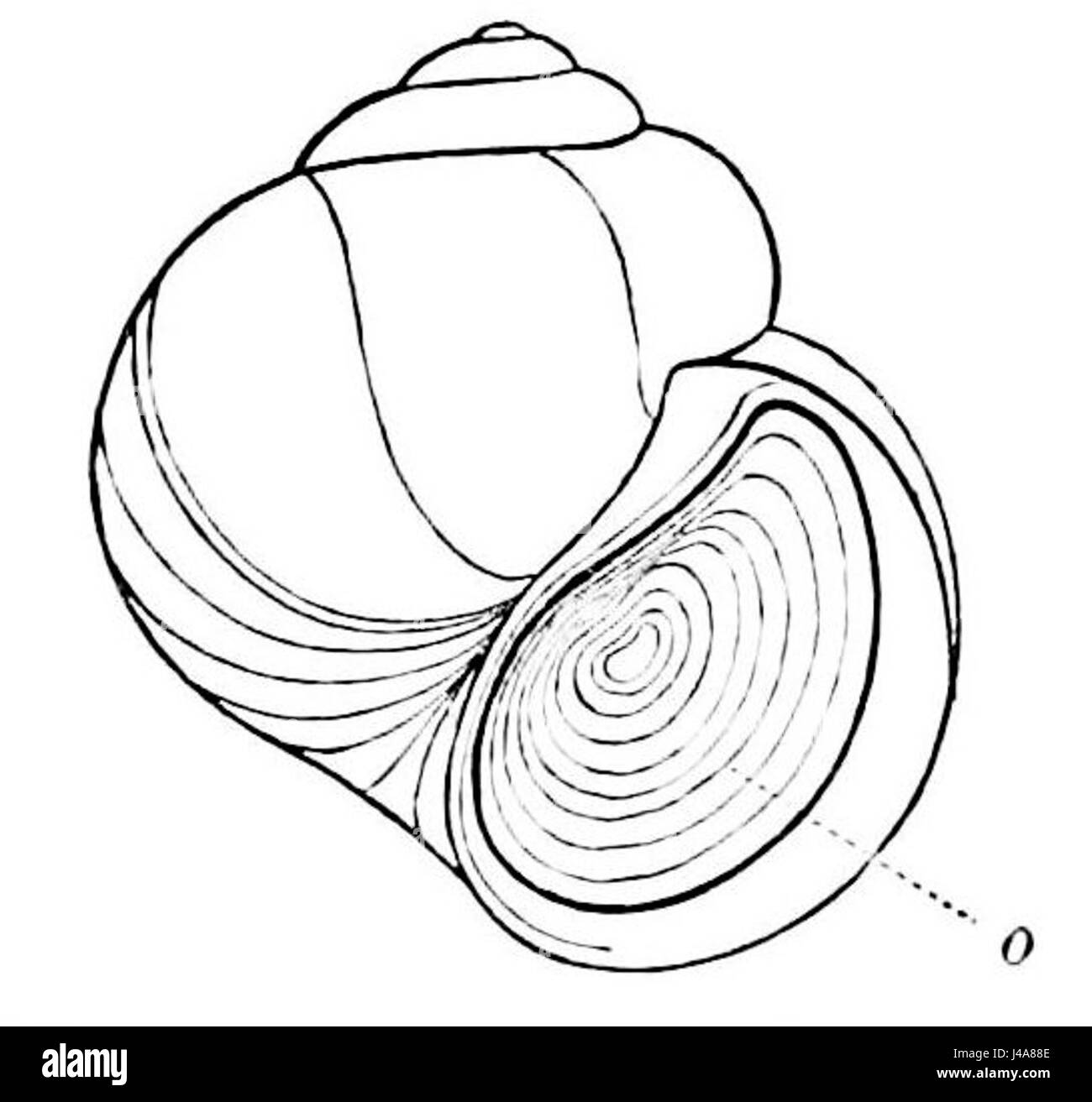 Operculum hi-res stock photography and images - Alamy