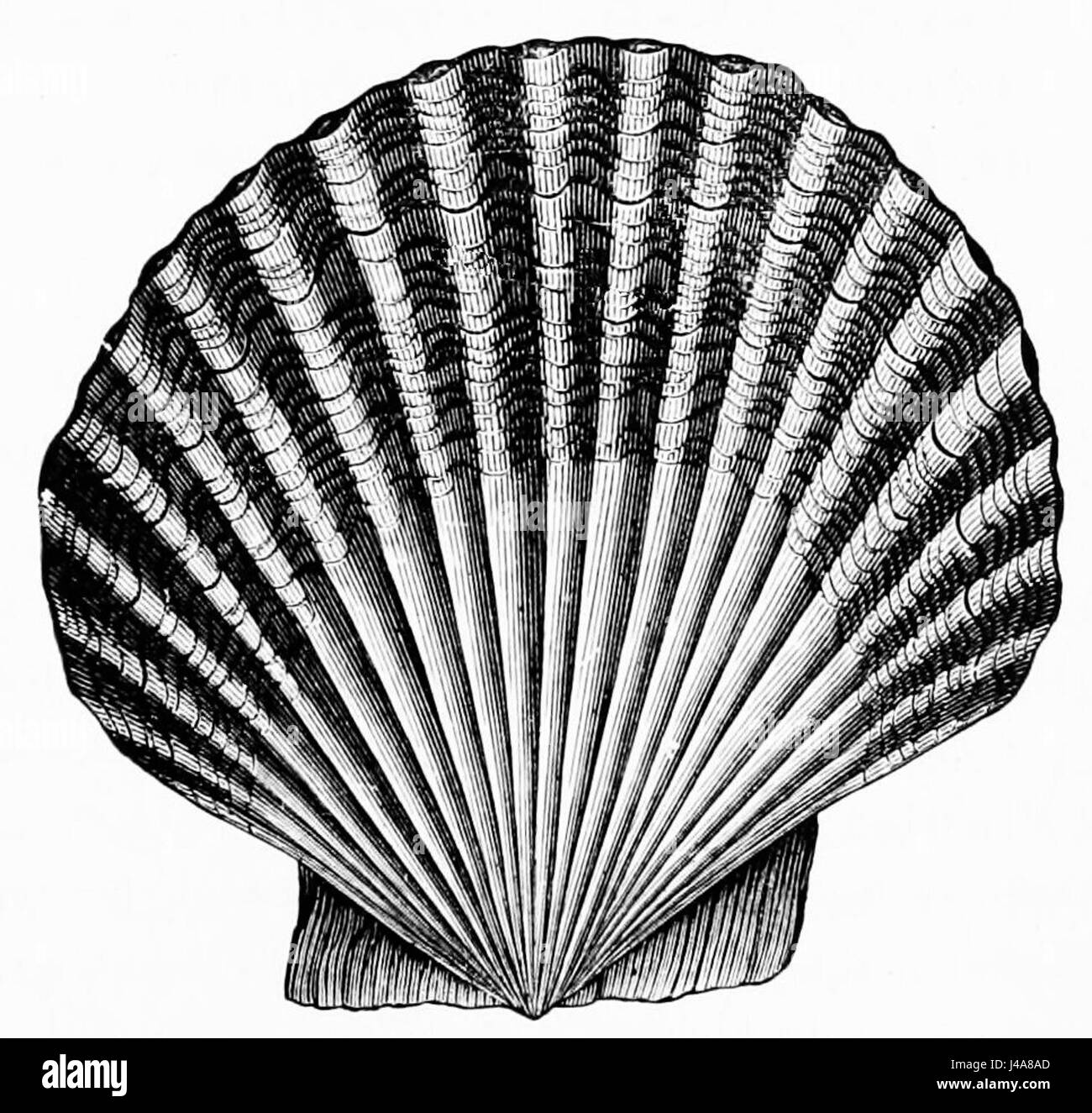 Scallop species Black and White Stock Photos & Images - Alamy