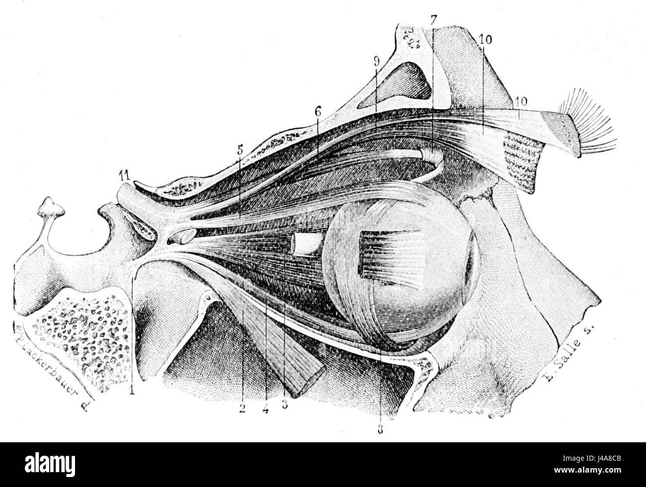 Eyeball drawing Black and White Stock Photos & Images - Alamy