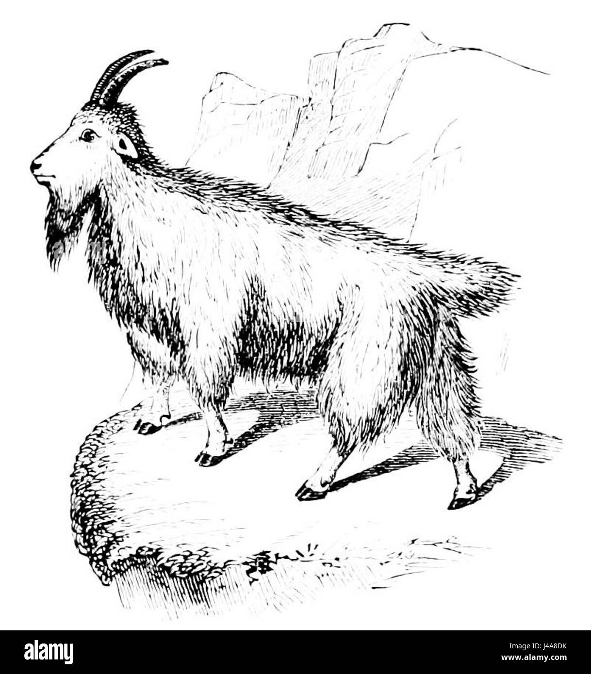 The mountain goat, a species native to North America, is known for its ...