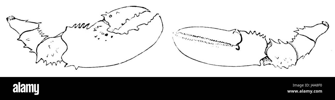 Crustaceans claws Black and White Stock Photos & Images - Alamy