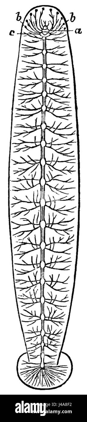 PSM V09 D734 details the nervous system of the medicinal leech, a ...