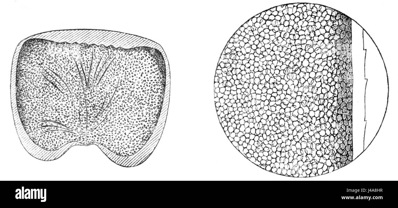The image illustrates cross sections of bird feathers, providing a ...