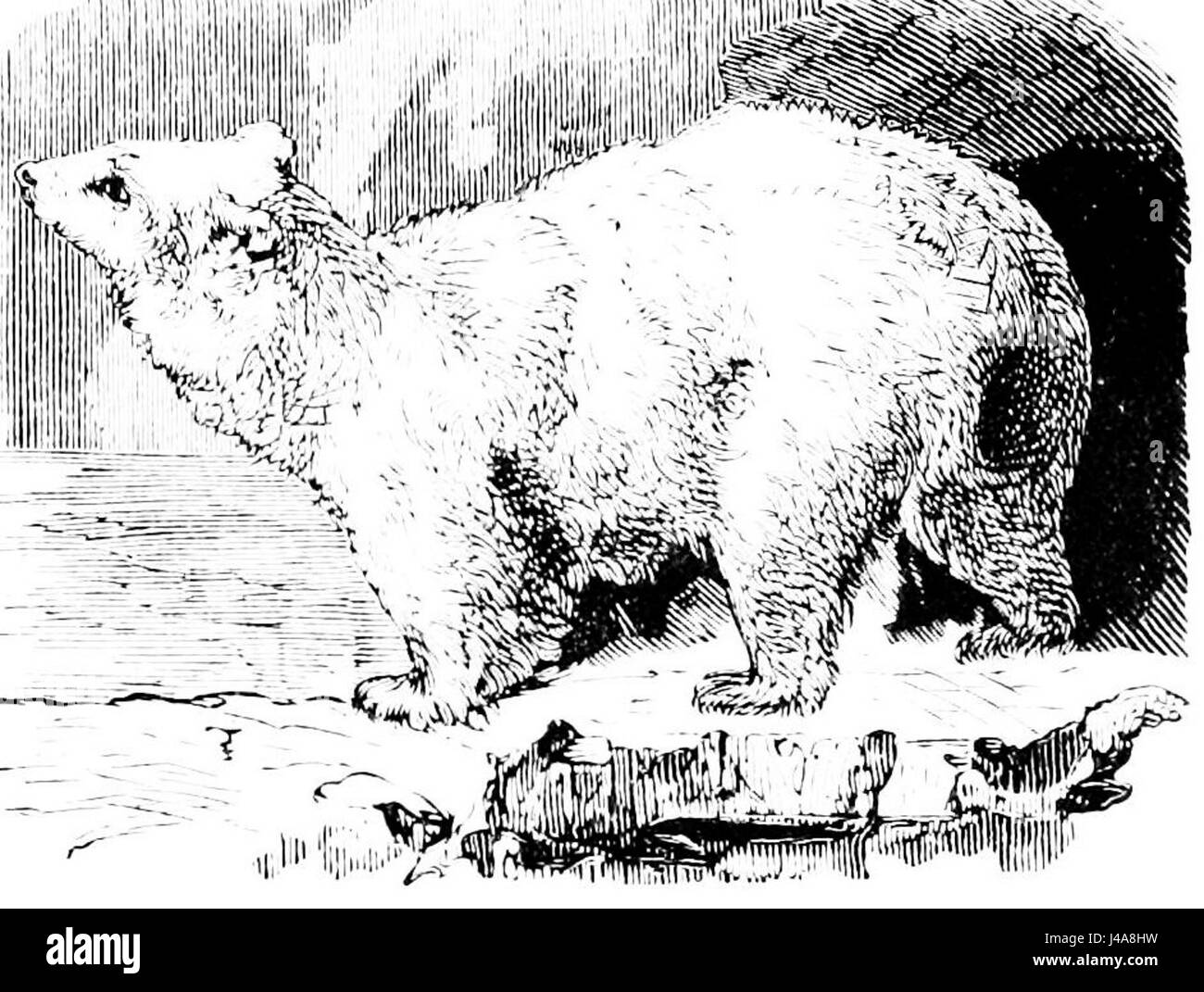 Arctic ecosystem illustration Black and White Stock Photos & Images - Alamy