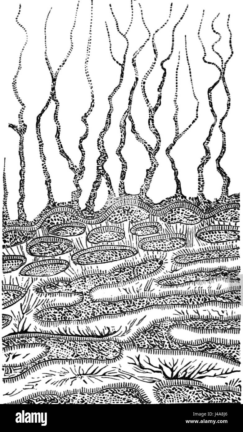 Restored preserved Black and White Stock Photos & Images - Alamy