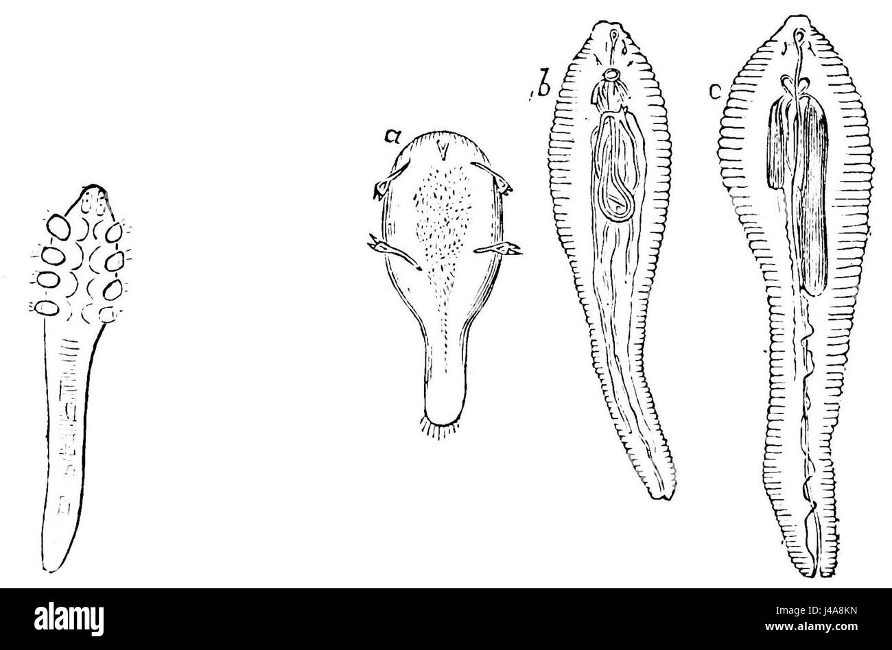 Demodex hi-res stock photography and images - Alamy