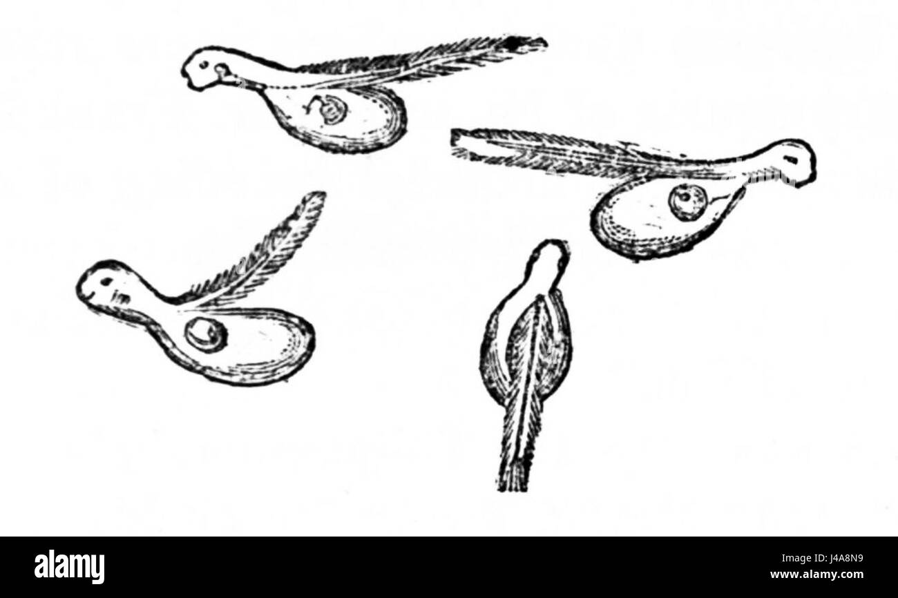 Animal embryology Cut Out Stock Images & Pictures - Alamy