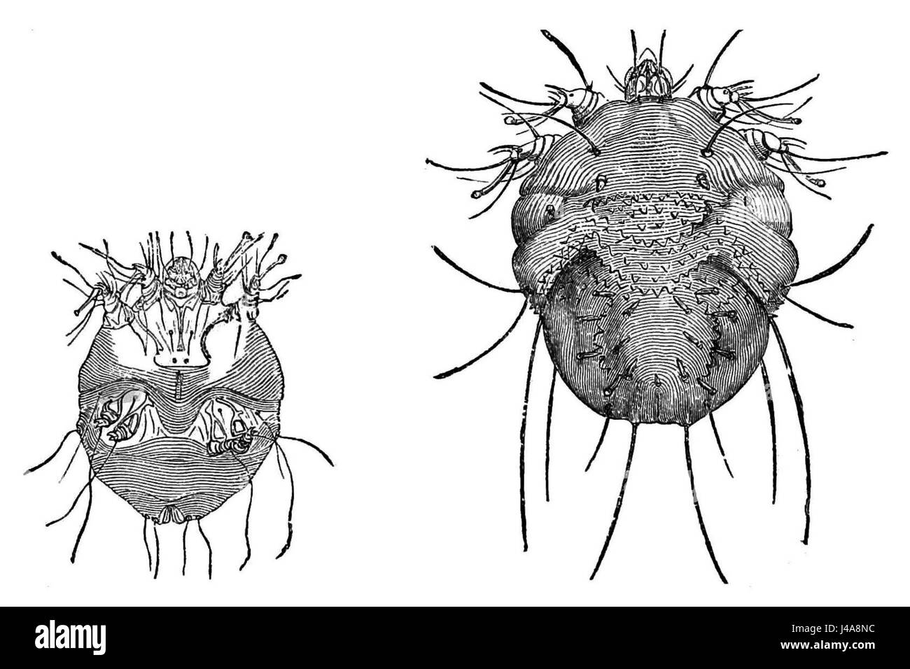 Sarcoptes hi-res stock photography and images - Alamy