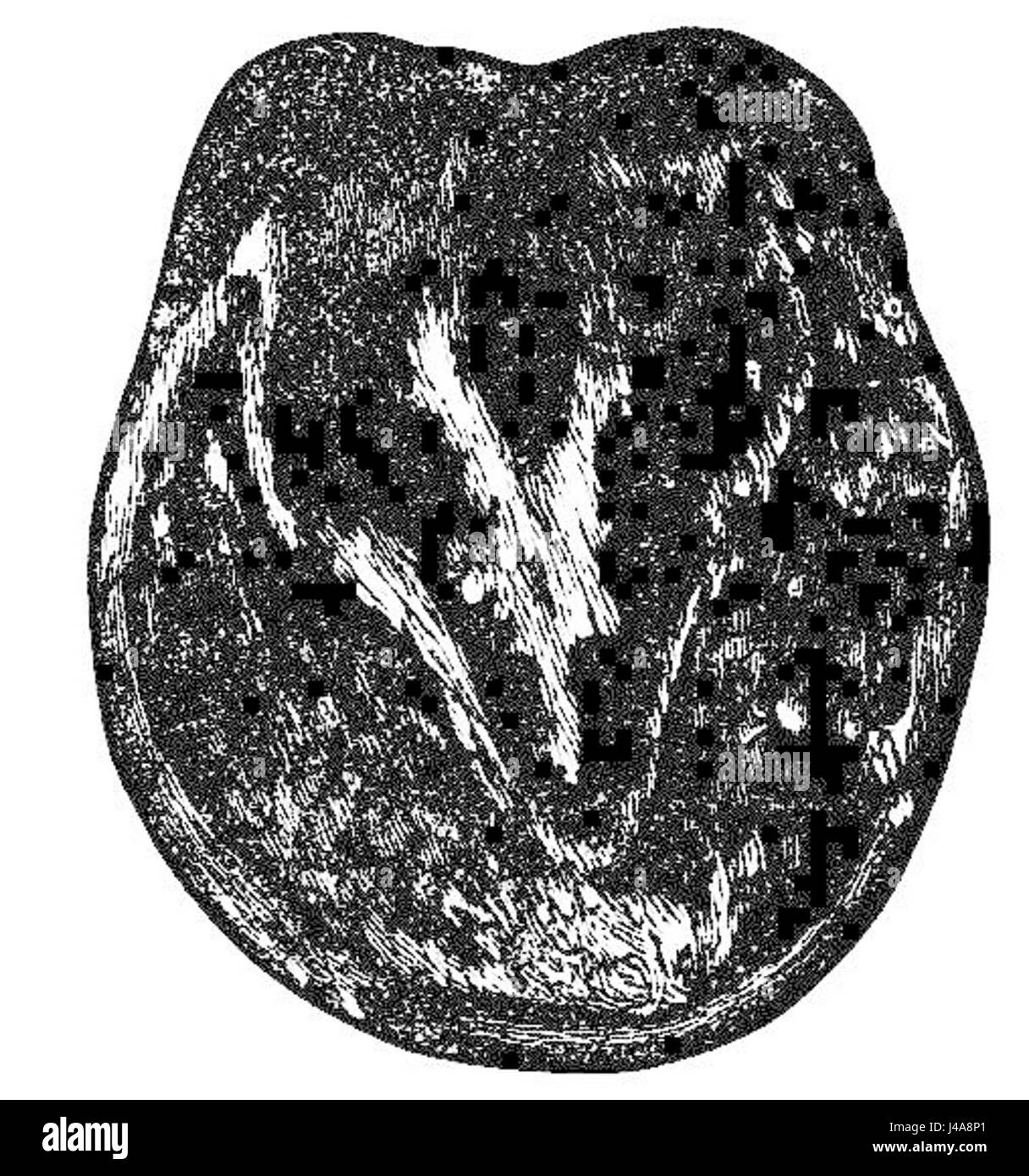 An illustration from *PSM V24 D559*, depicting the hoof of an unshod ...