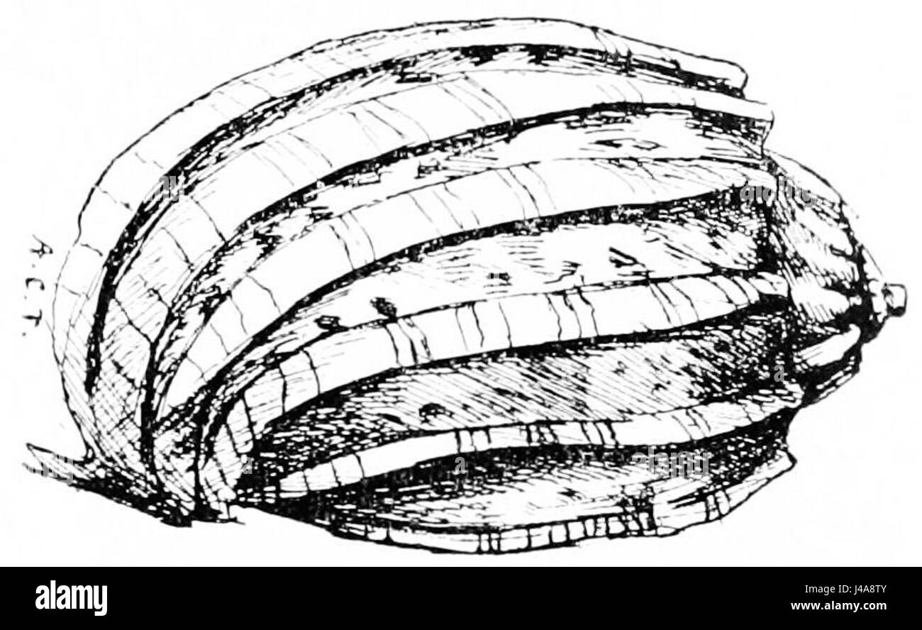 Harp shell Black and White Stock Photos & Images - Alamy