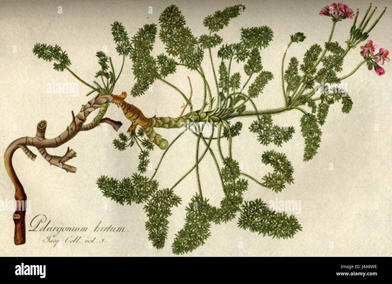 'Pelargonium hirtum B536' is a botanical illustration depicting the ...