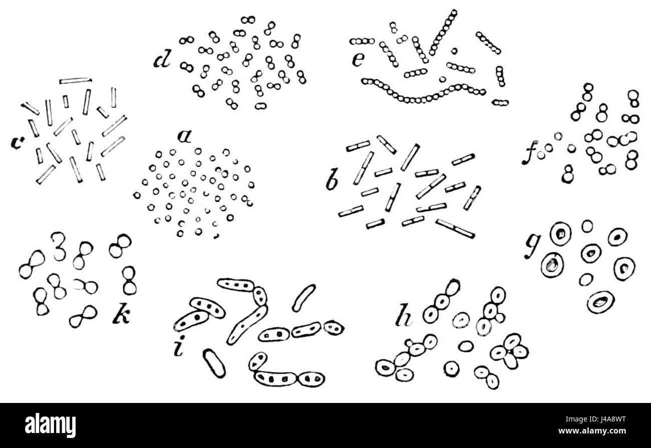 Micrococci Black and White Stock Photos & Images - Alamy