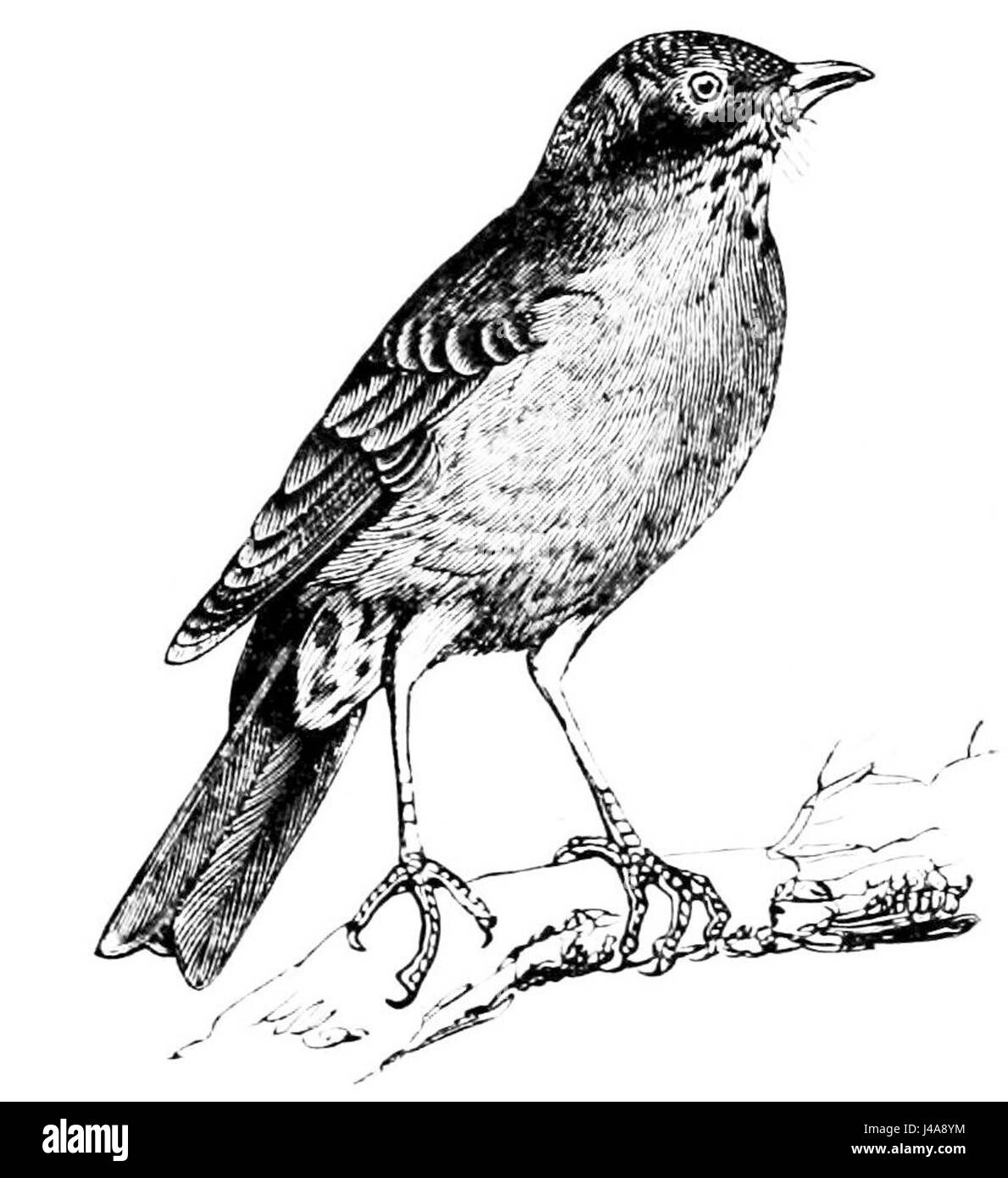 American robin Black and White Stock Photos & Images - Alamy