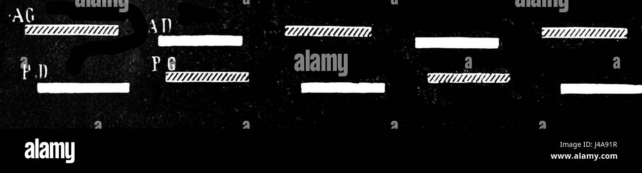 Irregular animal Black and White Stock Photos & Images - Alamy