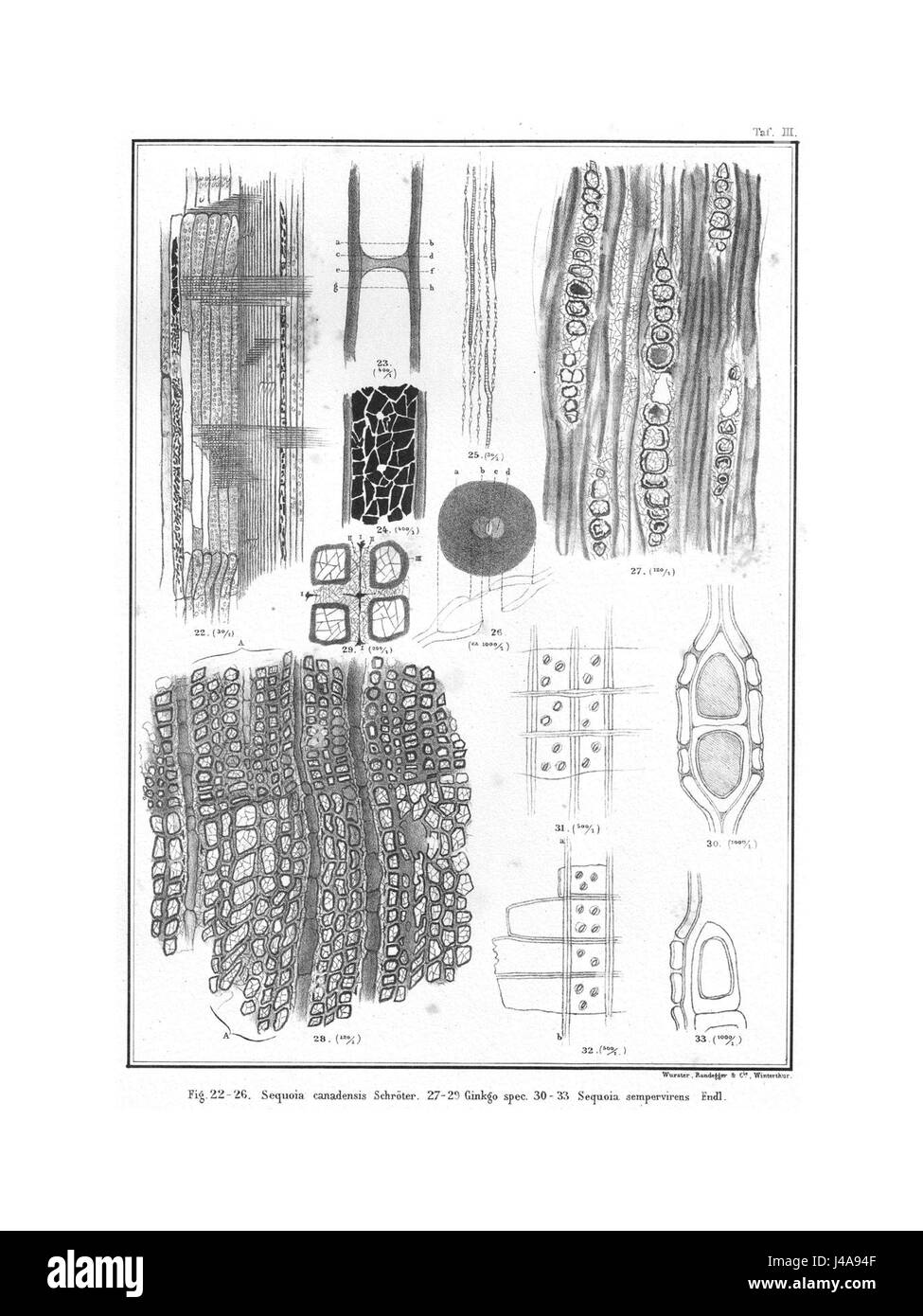 This image is part of *Polarflora*, a botanical collection focusing on ...