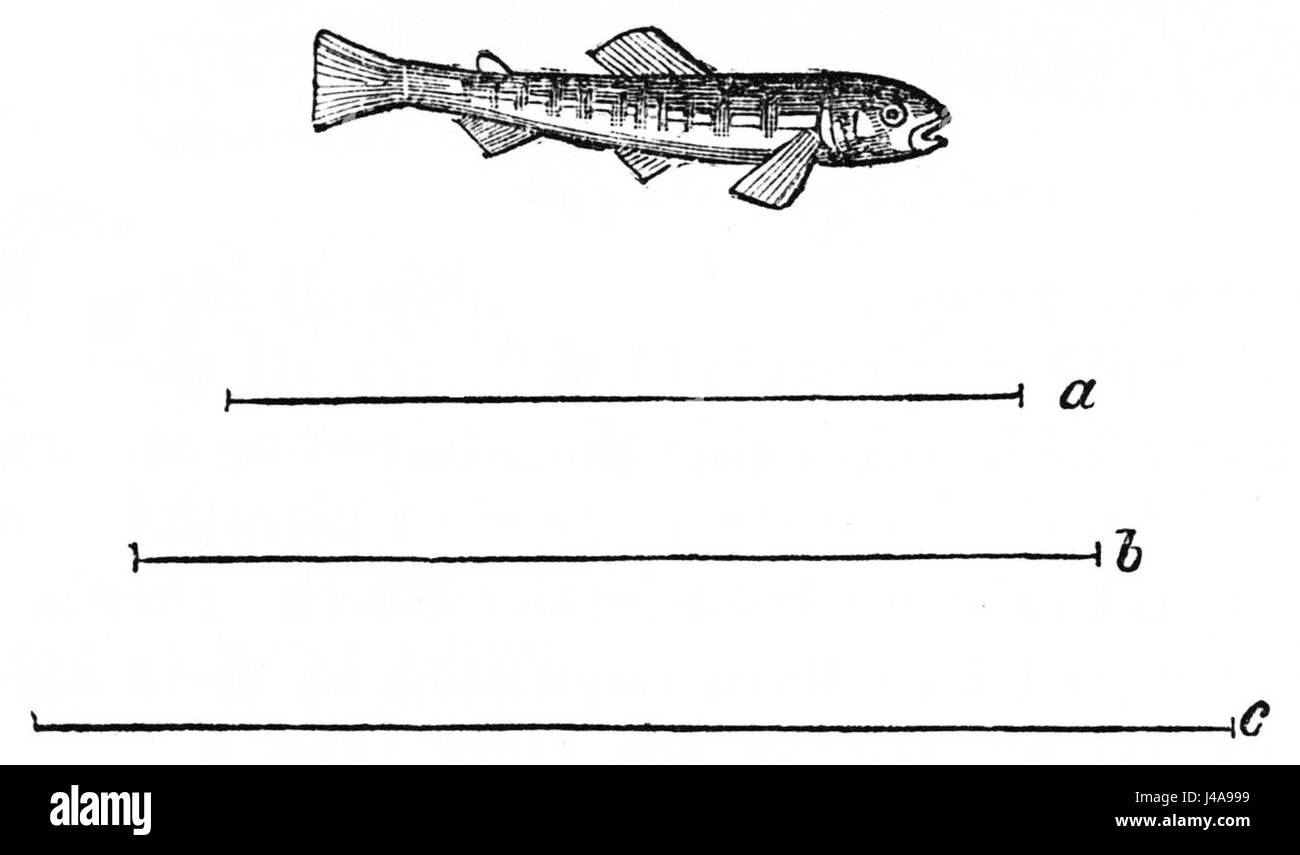This image from PSM Volume 4, D039, showcases a six-week-old salmon ...