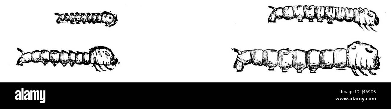 This illustration from PSM V03 D679 depicts the stages of development ...