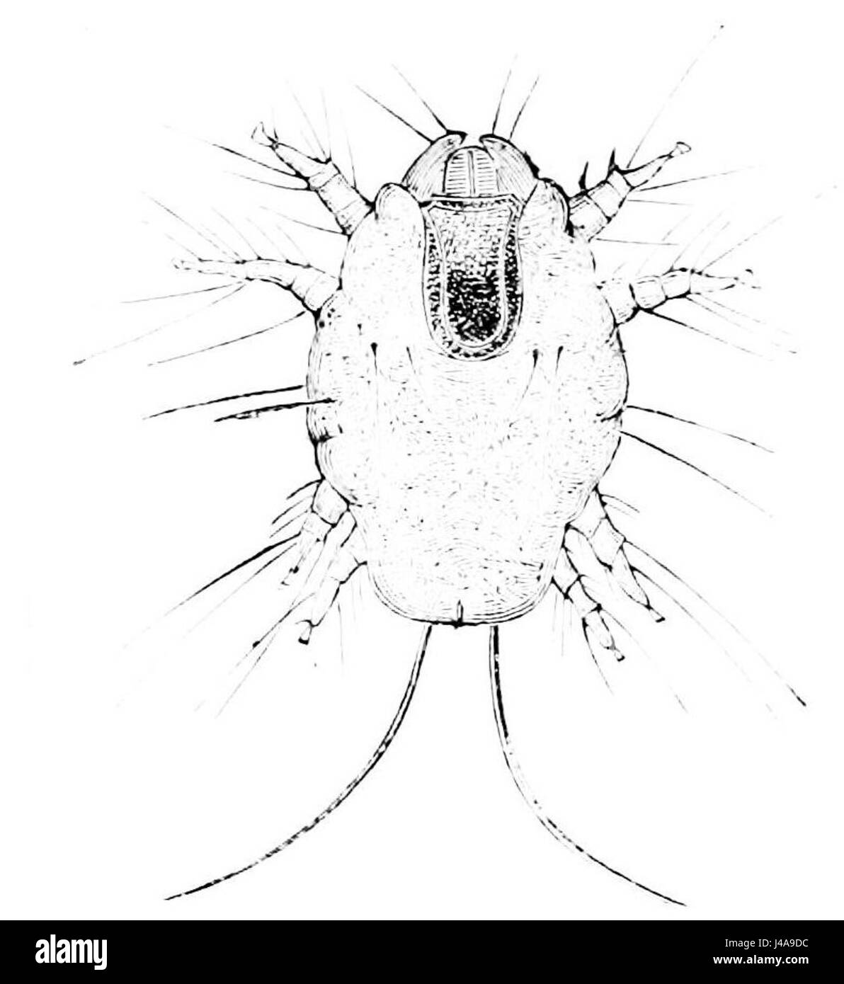 Mutans hi-res stock photography and images - Alamy
