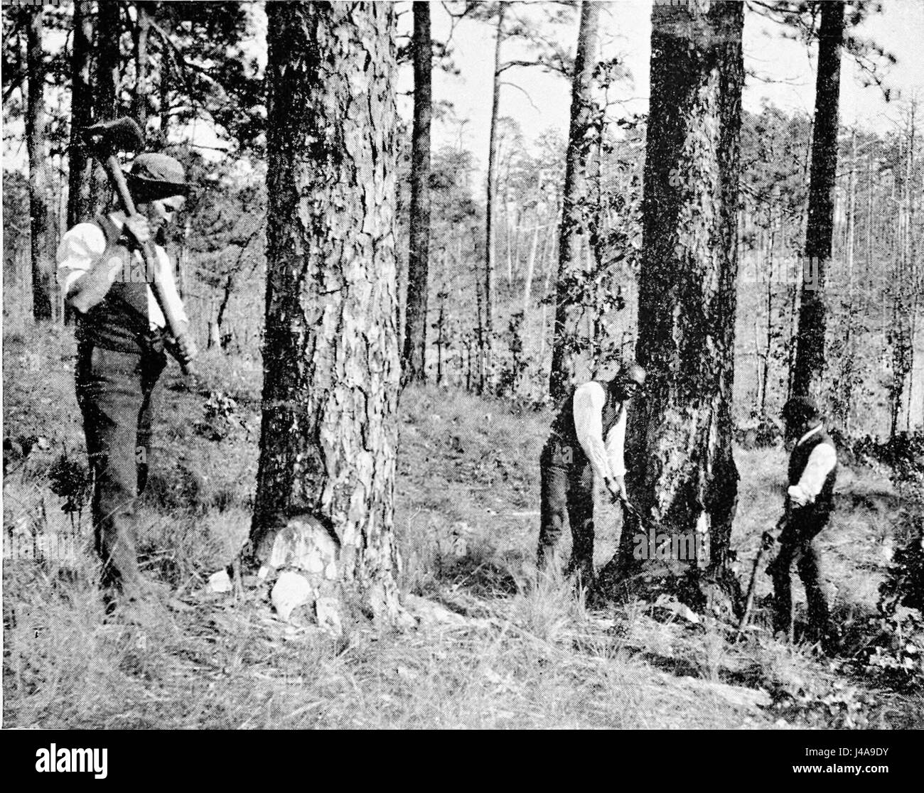 Intensive forestry Black and White Stock Photos & Images - Alamy
