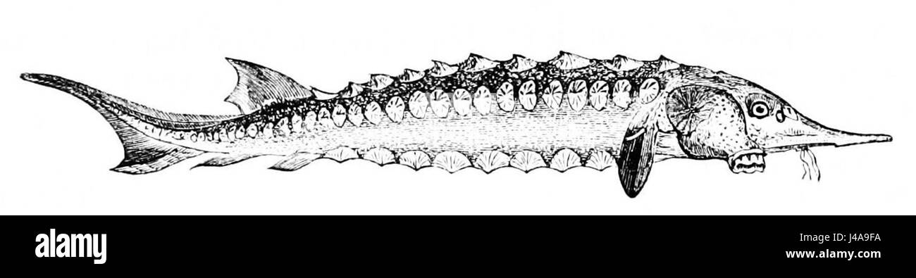 Sturgeon drawing hi-res stock photography and images - Alamy
