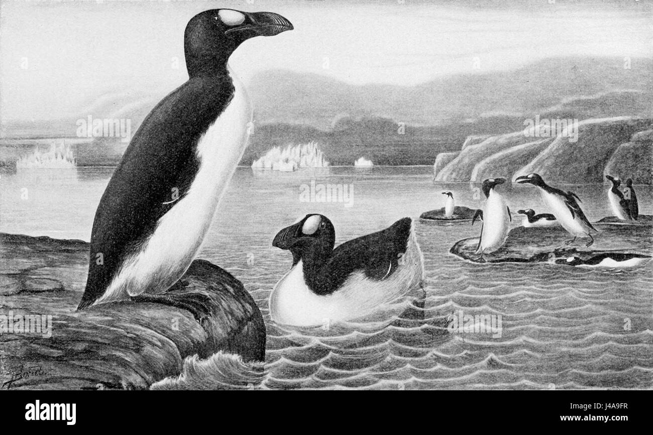 Great auk drawing hi-res stock photography and images - Alamy