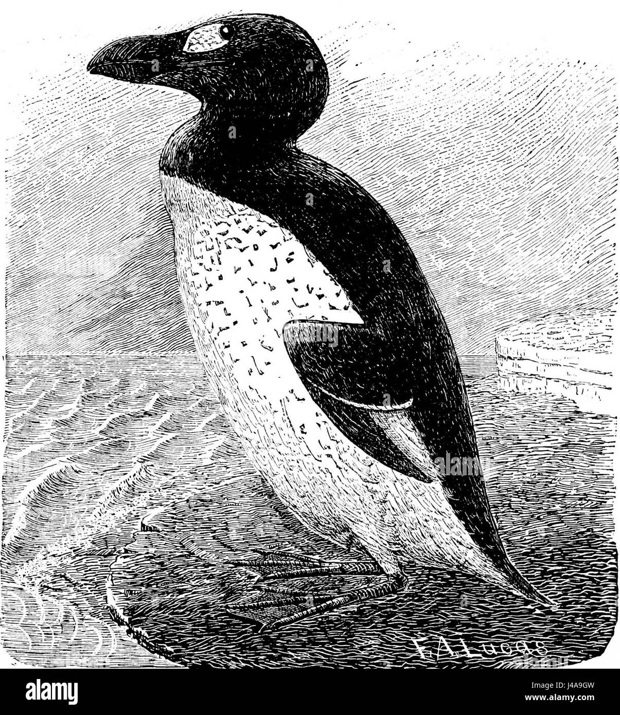 Great auk hi-res stock photography and images - Alamy