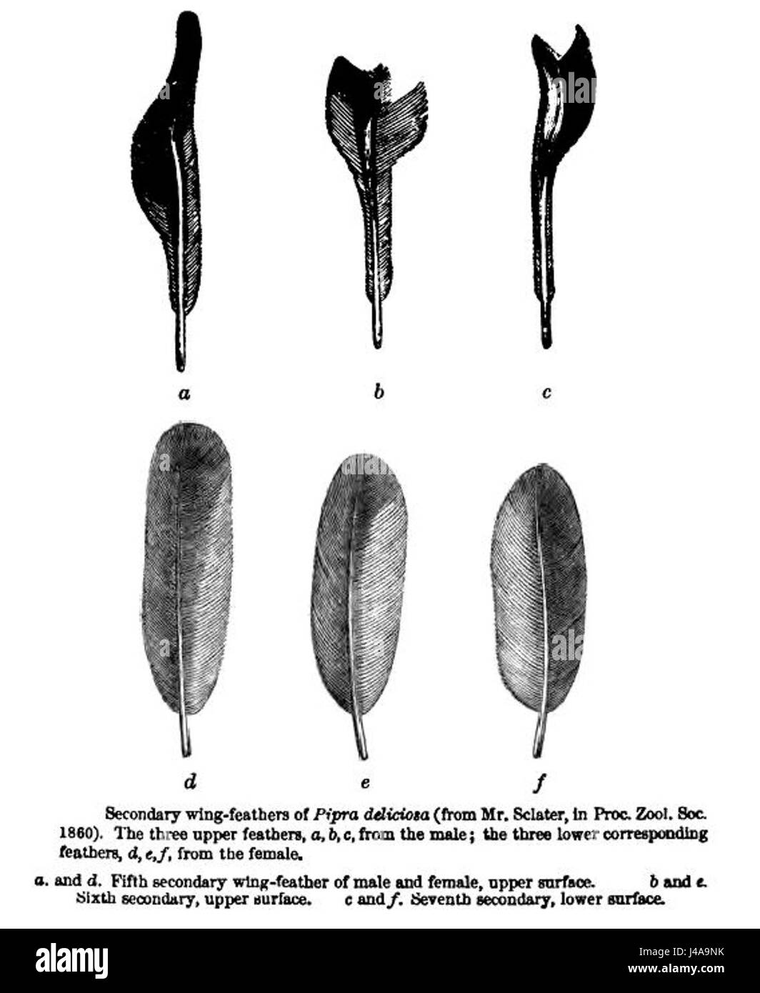 Bird within bird Cut Out Stock Images & Pictures - Alamy