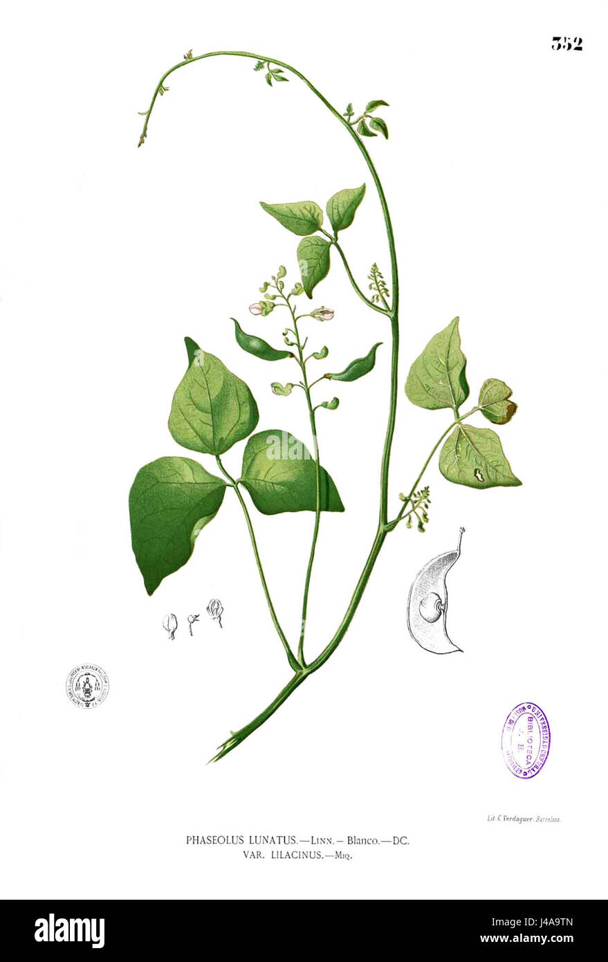 'Phaseolus lunatus', also known as the Lima bean, is a species of ...