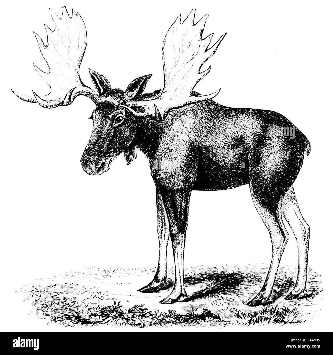 This image from PSM (Popular Science Monthly) Volume 10, D700, features ...