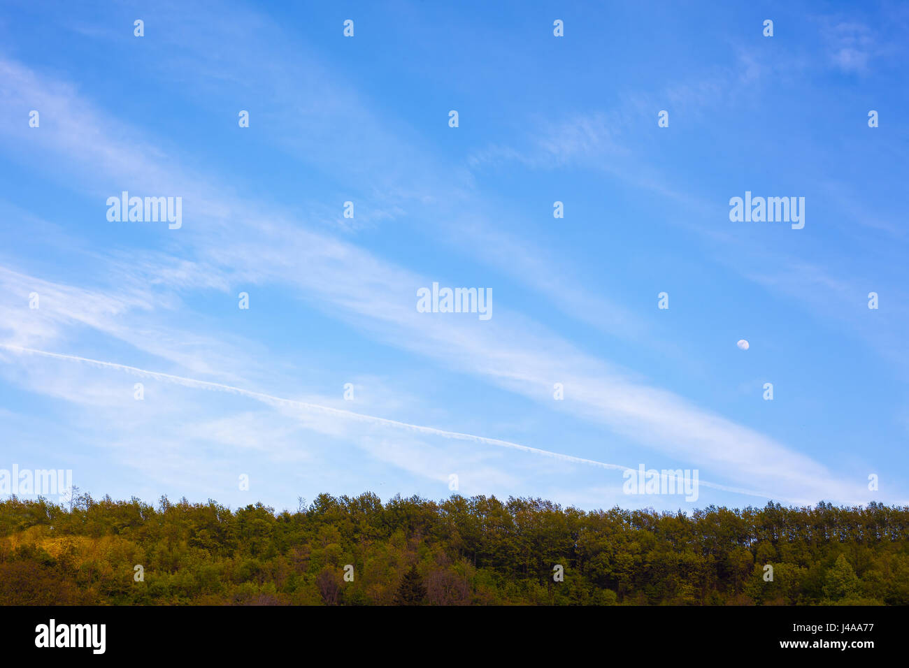 Blue forest hi-res stock photography and images - Alamy
