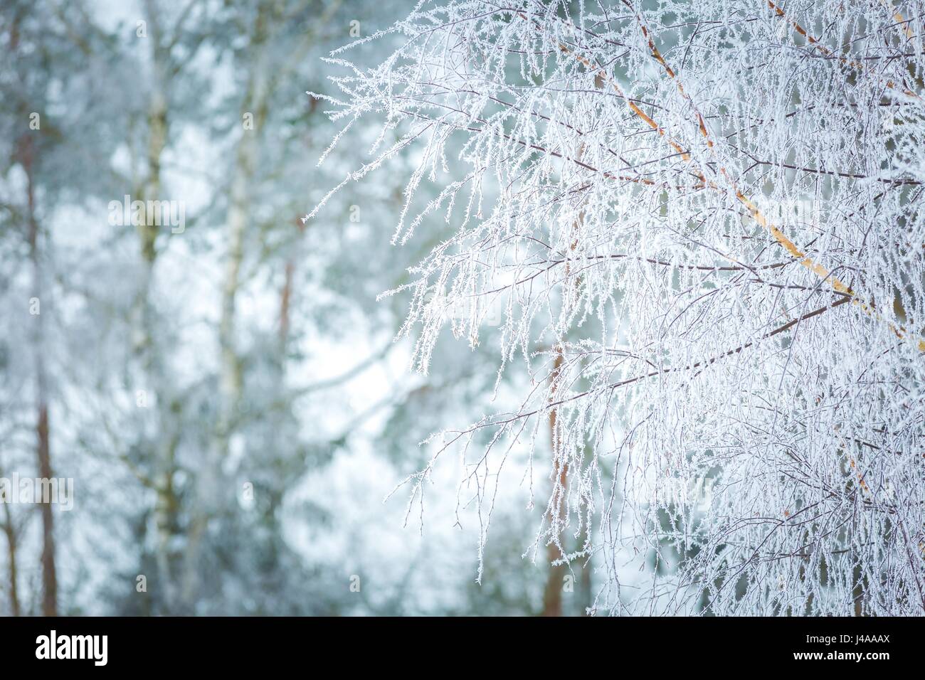 Winter trees with white rime. Natural beautiful background with ...