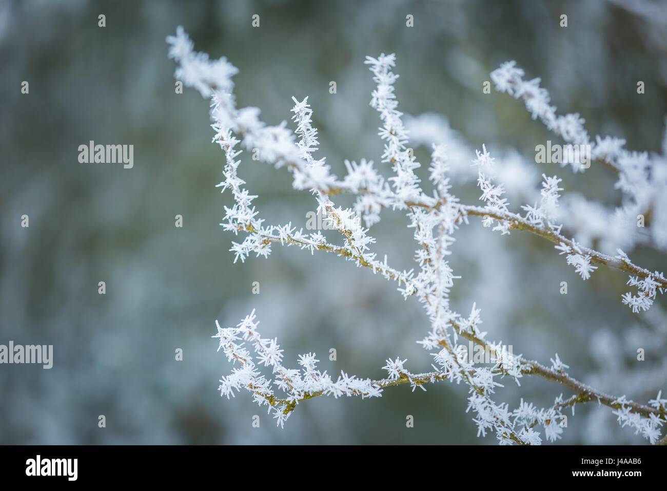 Winter trees with white rime. Natural beautiful background with ...