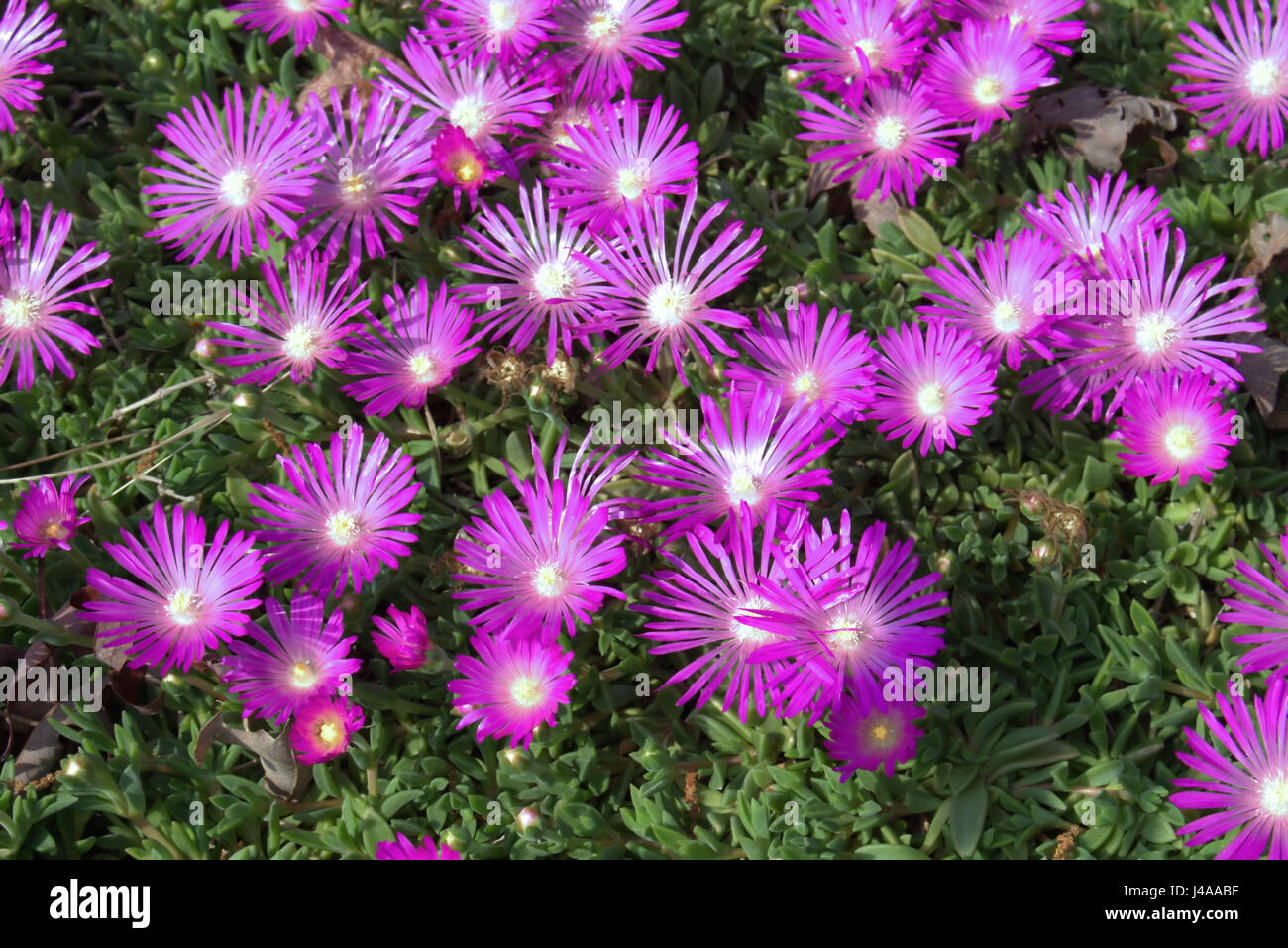 Hardy ice plant hi-res stock photography and images - Alamy