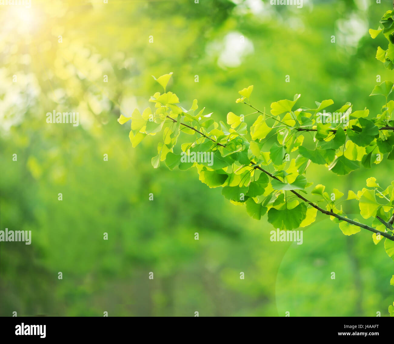 green forest background in sunny day Stock Photo - Alamy