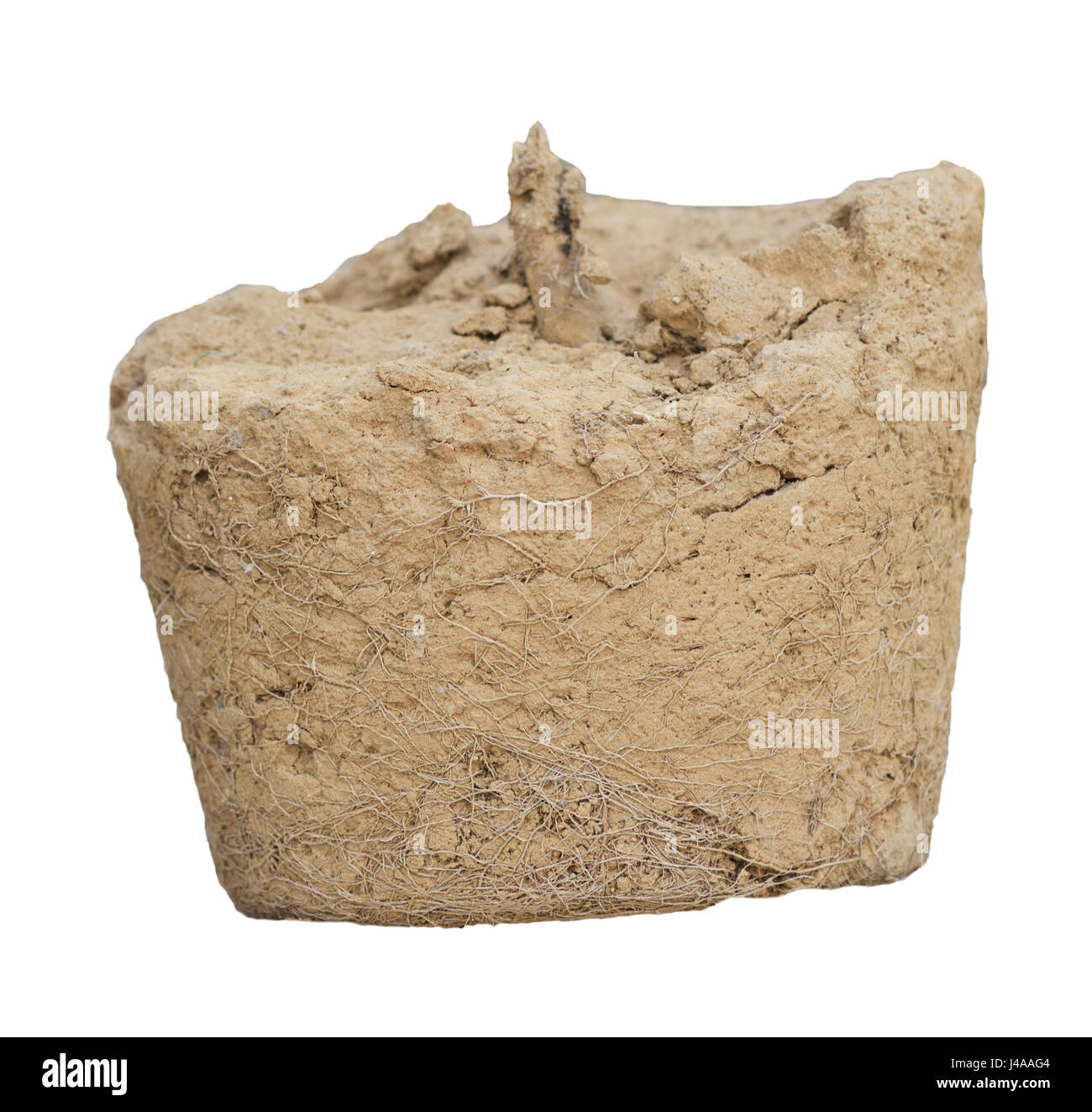 Dry plants from a flower pot with soil Stock Photo - Alamy