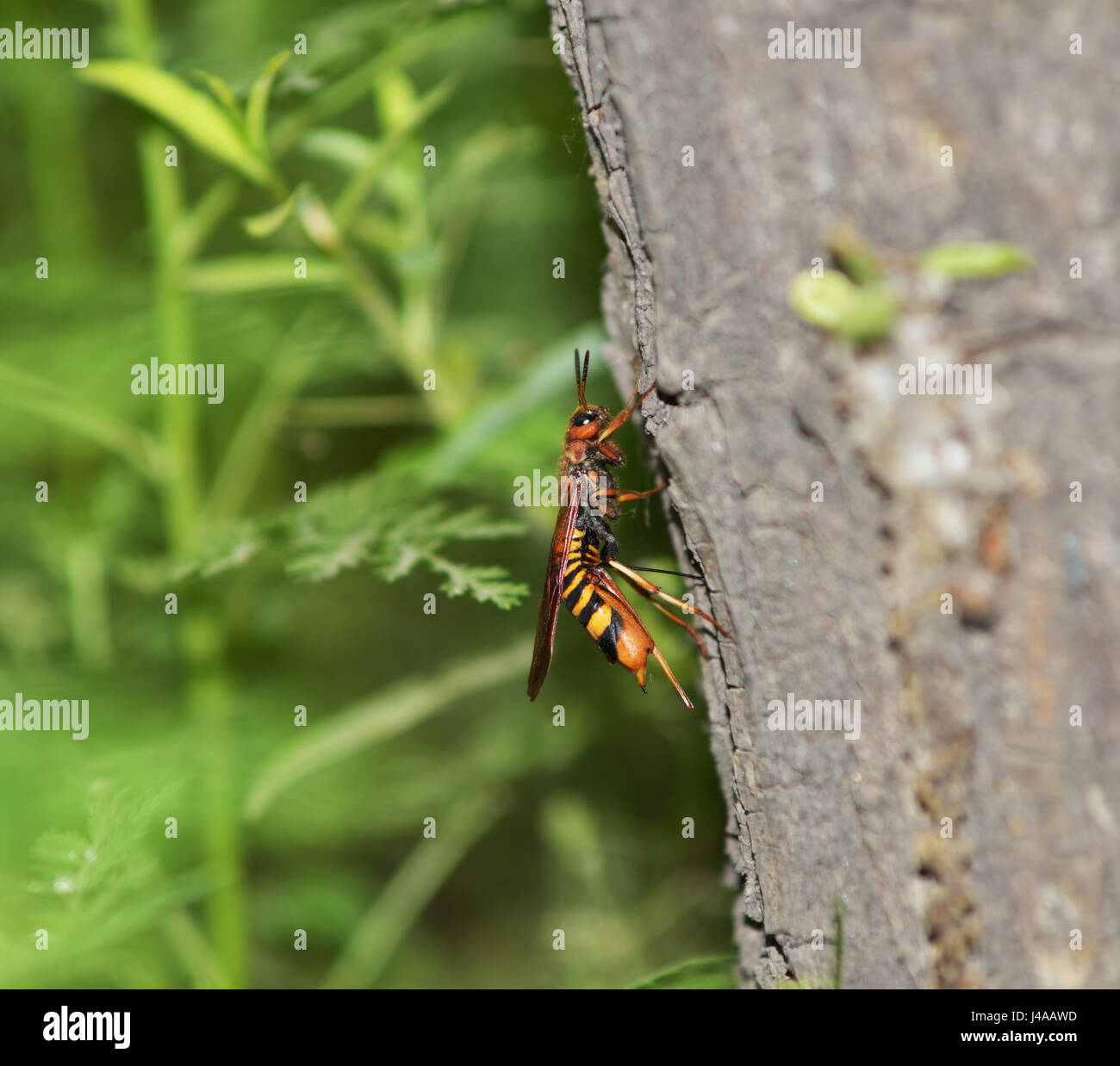 Macro a wasp on the rough bark Stock Photo - Alamy
