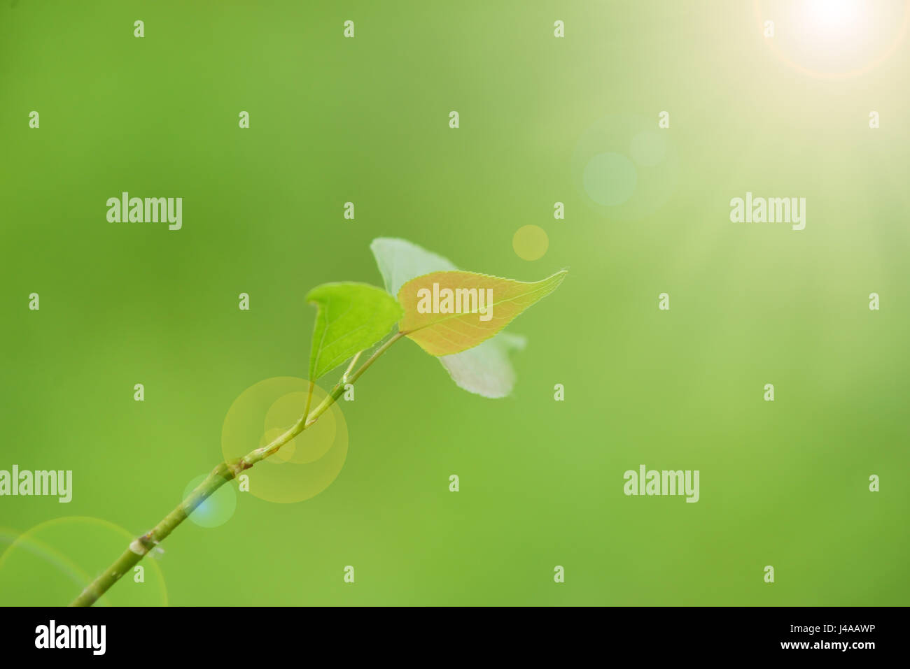 In spring the leaves and the background of sunshine Stock Photo - Alamy