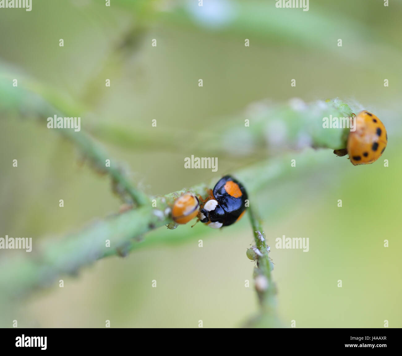 Three different beetles hi-res stock photography and images - Alamy