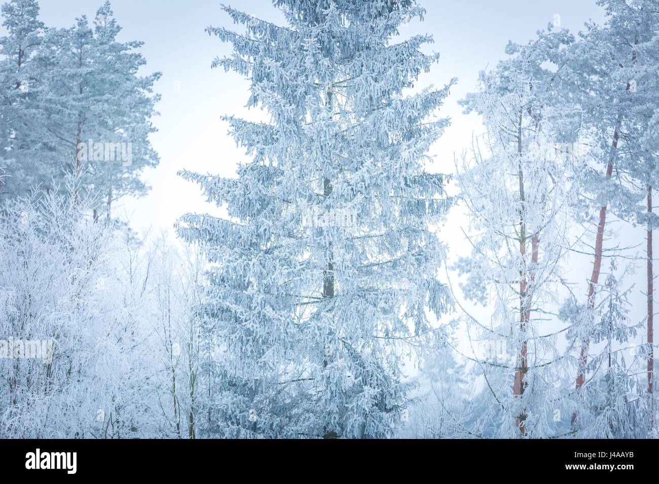 Winter trees with white rime. Natural beautiful background with ...