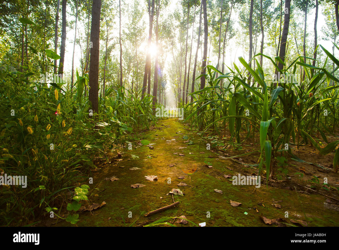 A quiet path in the woods Stock Photo - Alamy