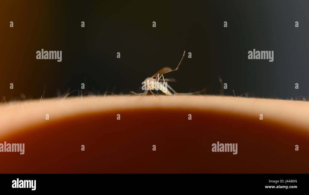 Mosquito Bite Under Microscope