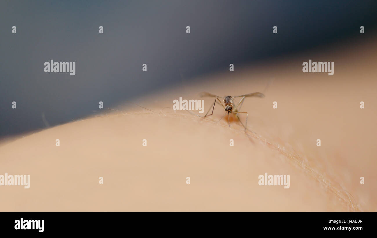 Close-up mosquito bites on the skin Stock Photo - Alamy