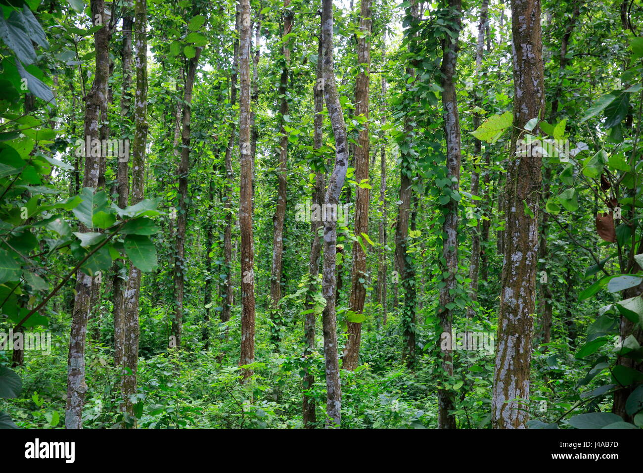 Bangladesh tangail village hi-res stock photography and images - Alamy