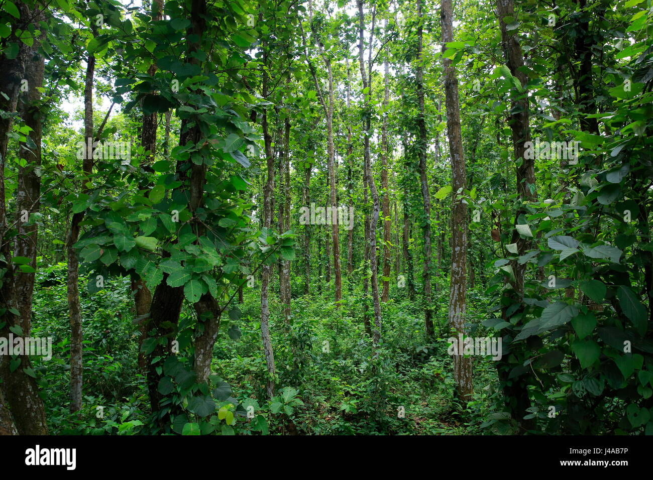 View of the the Madhupur forest. Tangail, Bangladesh Stock Photo - Alamy