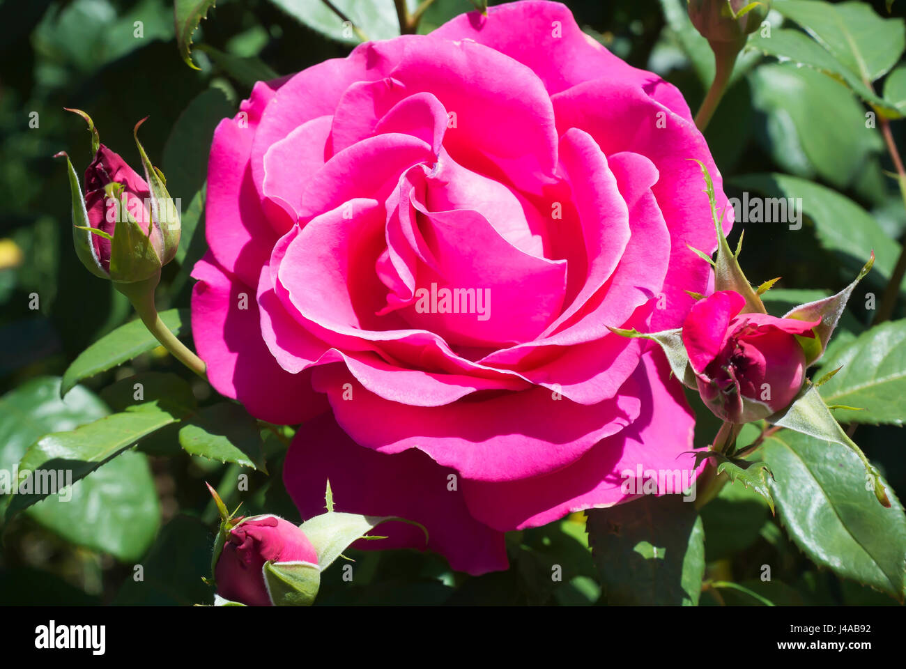 "Proud Land" Rose in Bloom Stock Photo - Alamy
