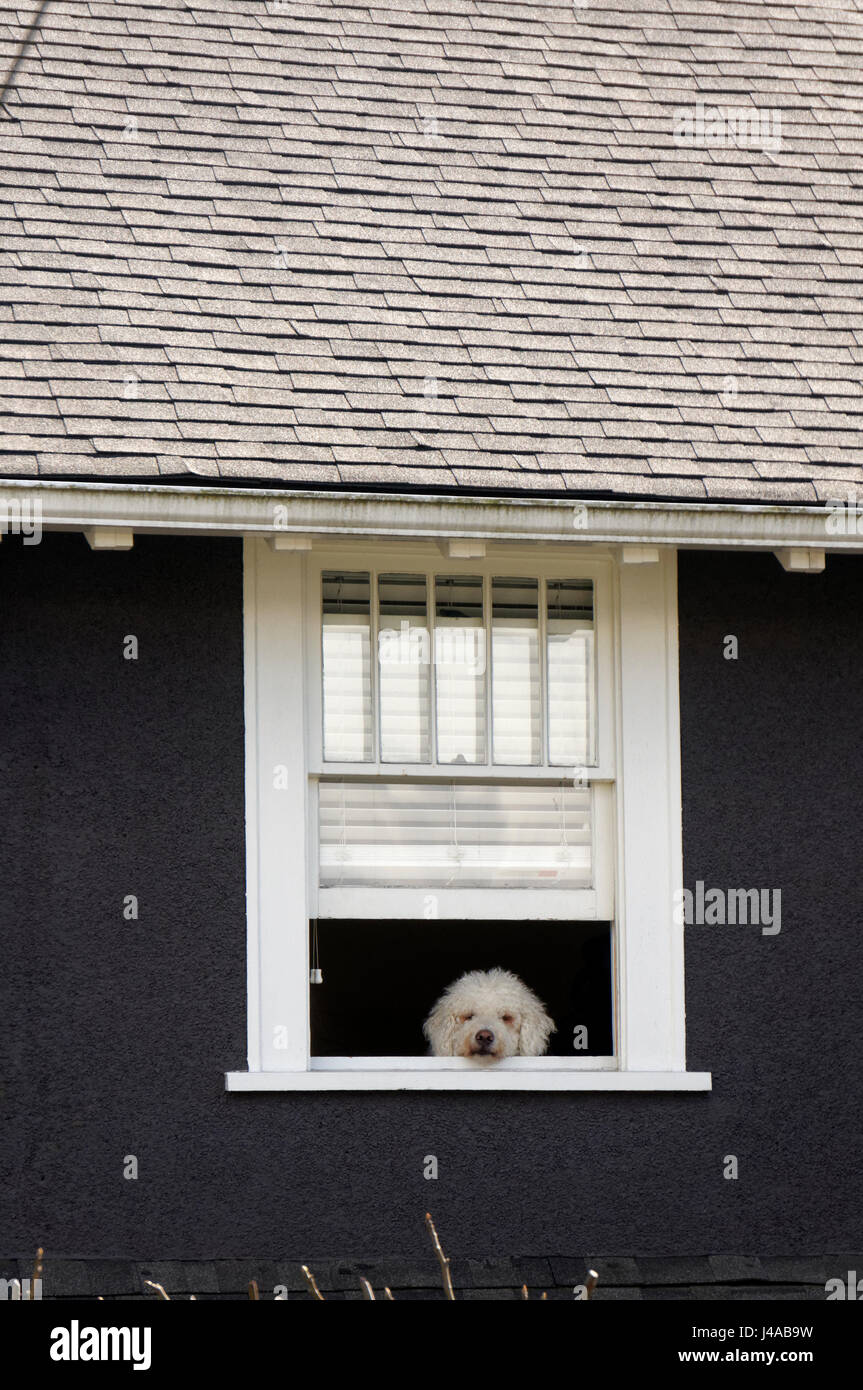 Shaggy white dog peering out of the open window of a house Stock Photo ...